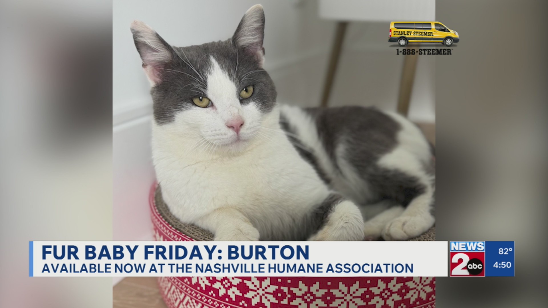 Fur Baby Friday: Meet Burton! – WKRN News 2