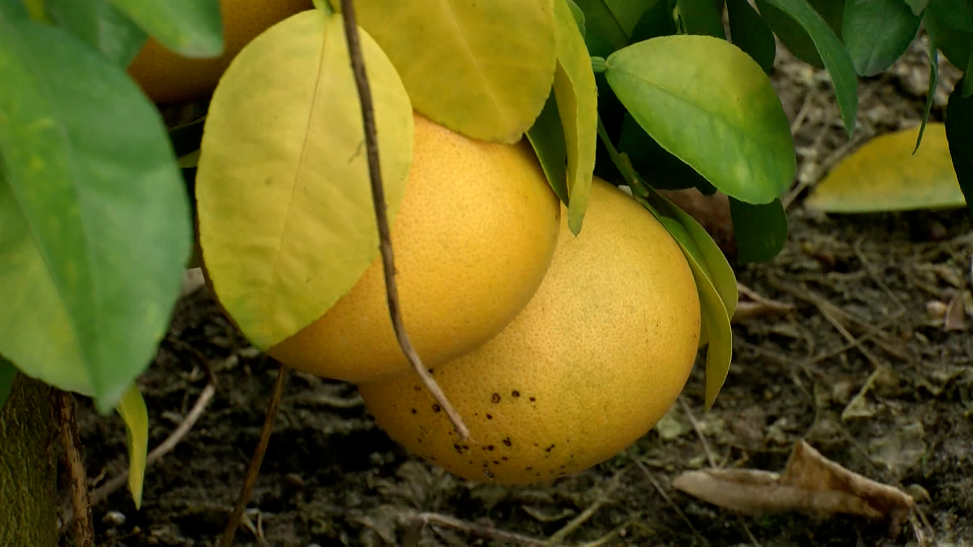 ‘U-pick” offered at new Polk County farm inside anti-greening structure ...