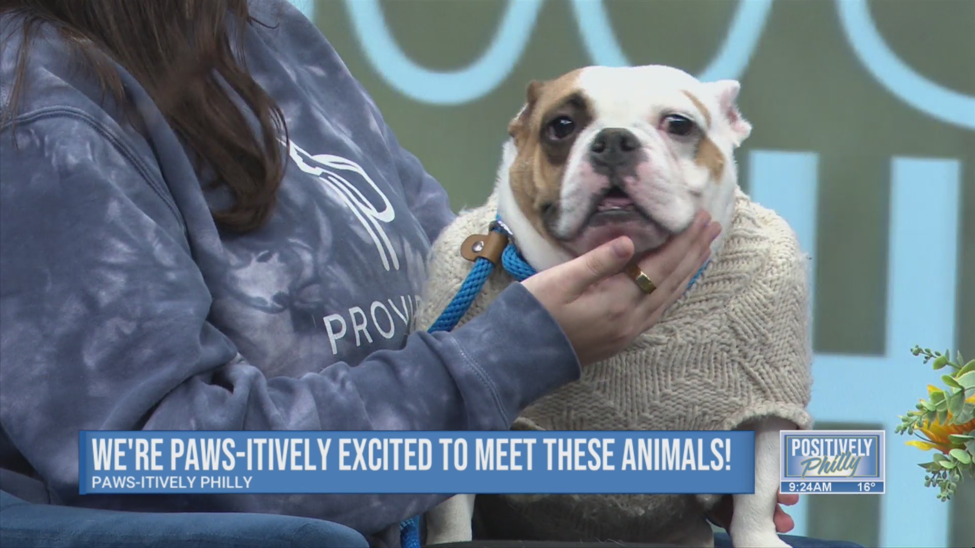 Meet Doris on Paws-itively Philly | Positively Philly – PHL17.com