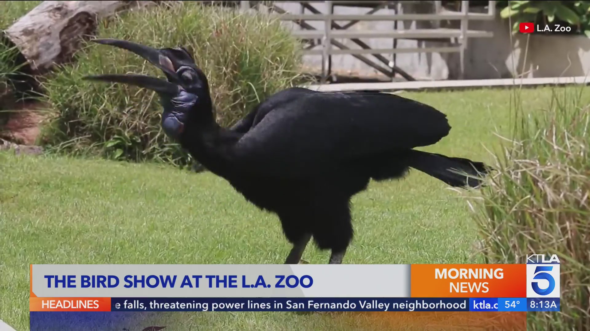 National Bird Day – KTLA