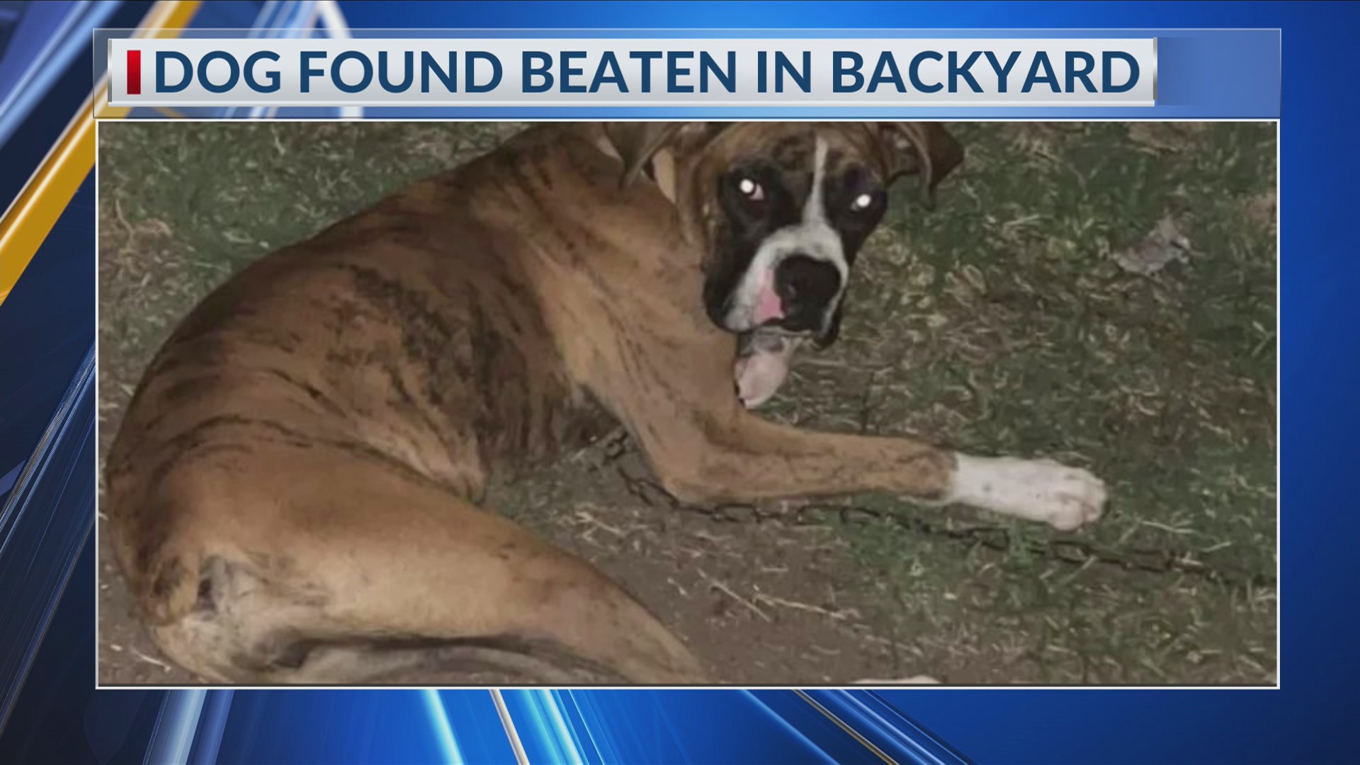 Police investigating after Corcoran dog beaten to ‘point of near death ...