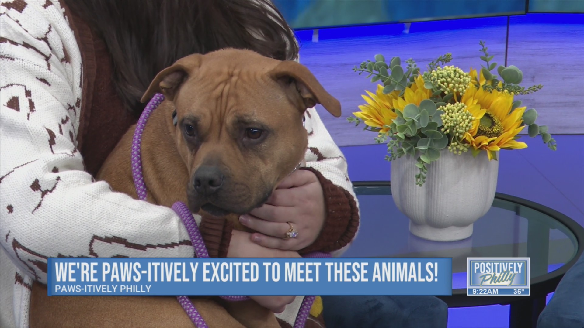 Paws-itively Philly: Meet Marnie Moo! – PHL17.com