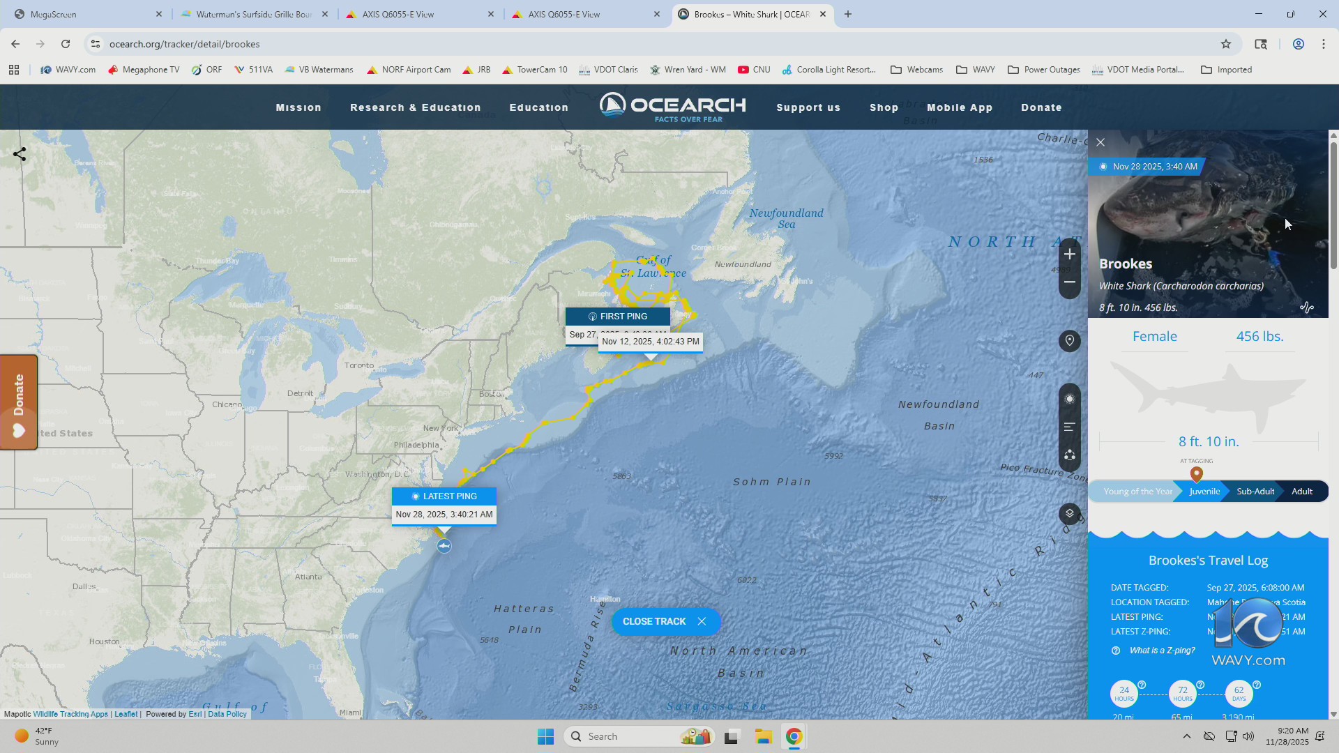 OCEARCH tracking 2 Great White sharks off VA coast – WAVY.com
