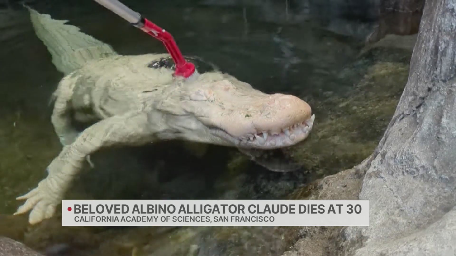 Claude, beloved SF albino alligator, passes away at 30 – KRON4