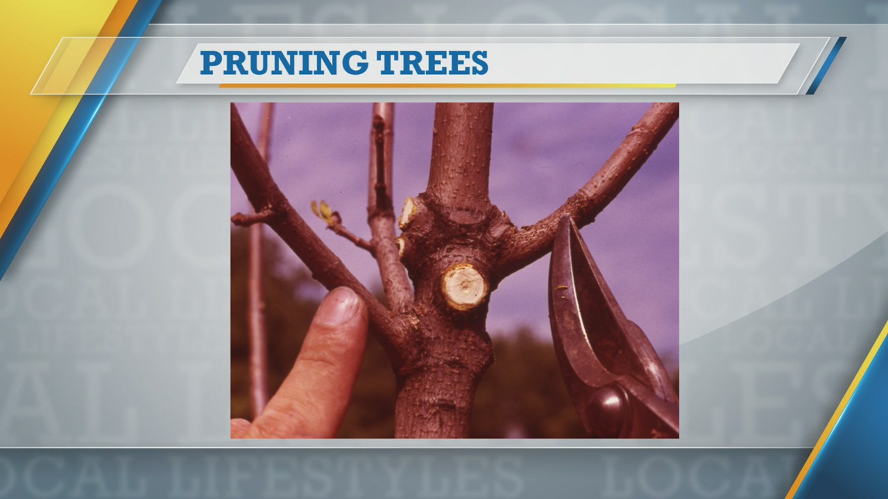 Larry Caplan’s pruning tips (11/14/2025) – Eyewitness News (WEHT/WTVW)