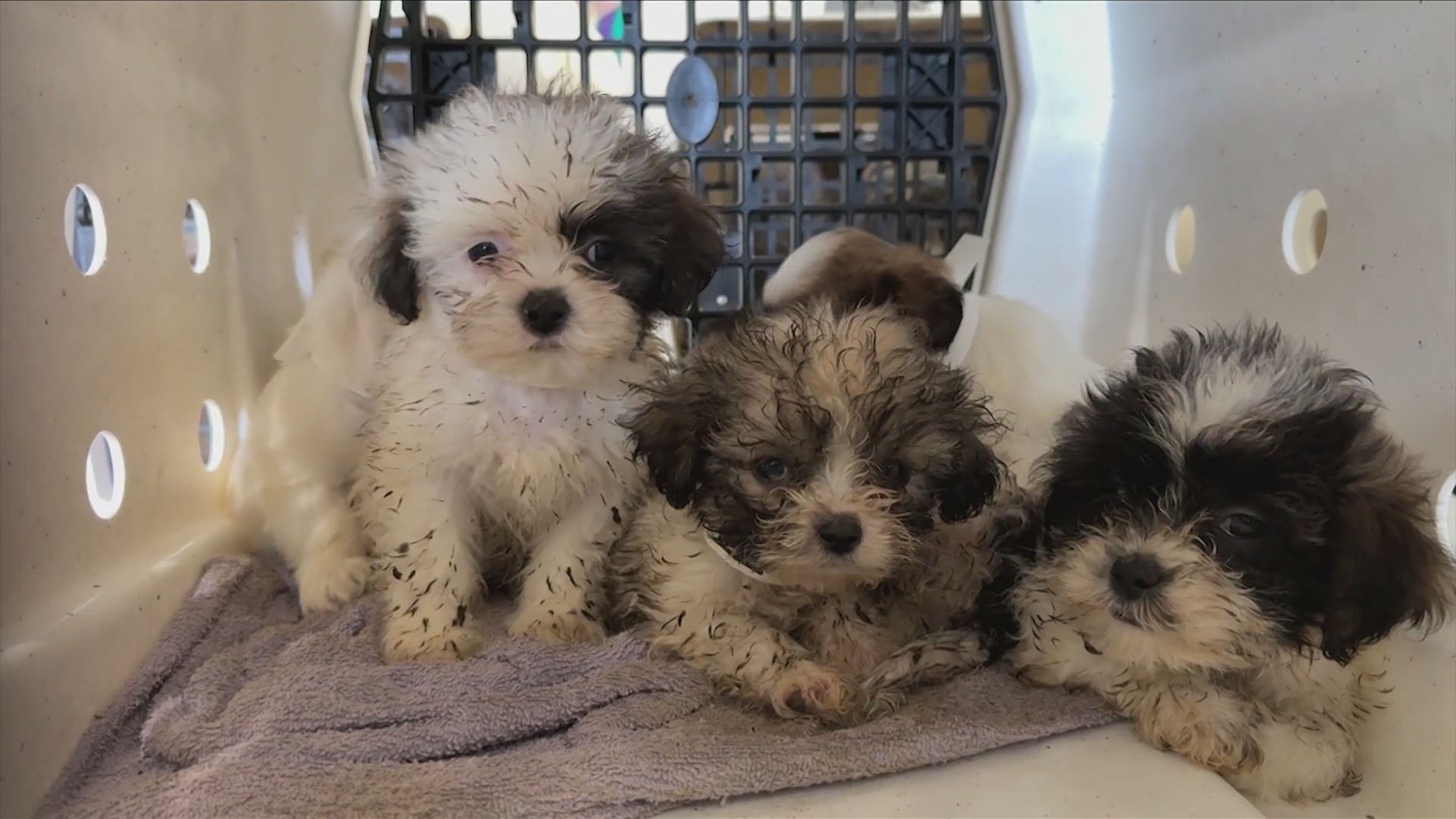 Le Mars, Iowa Man Facing 24 Charges In Animal Neglect And Child ...