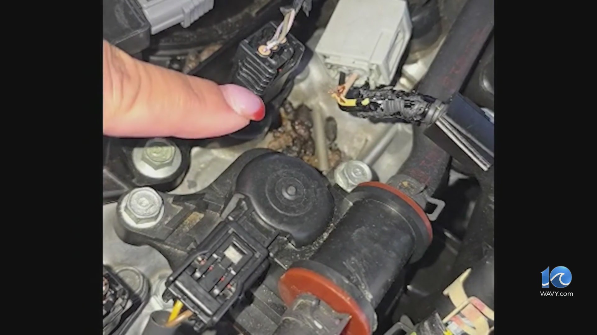 Rodents under the hood chewing up as they go – WAVY.com