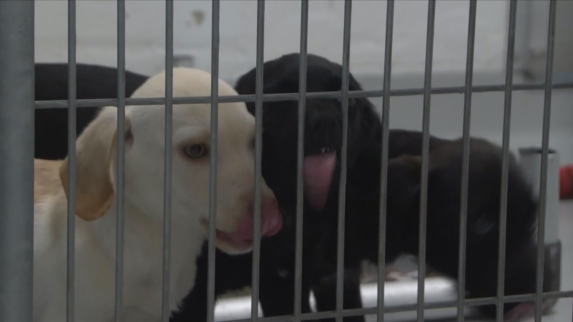Fresno Animal Center eases overcrowding with community aid, but support ...