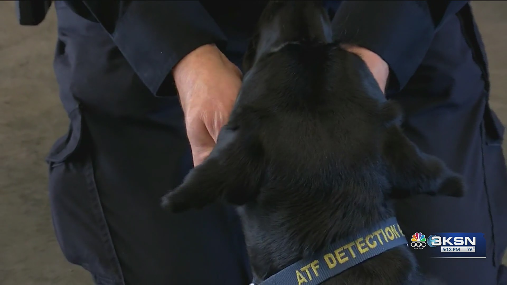Meet Laddy: Sedgwick County’s new arson-sniffing pup – KSN-TV