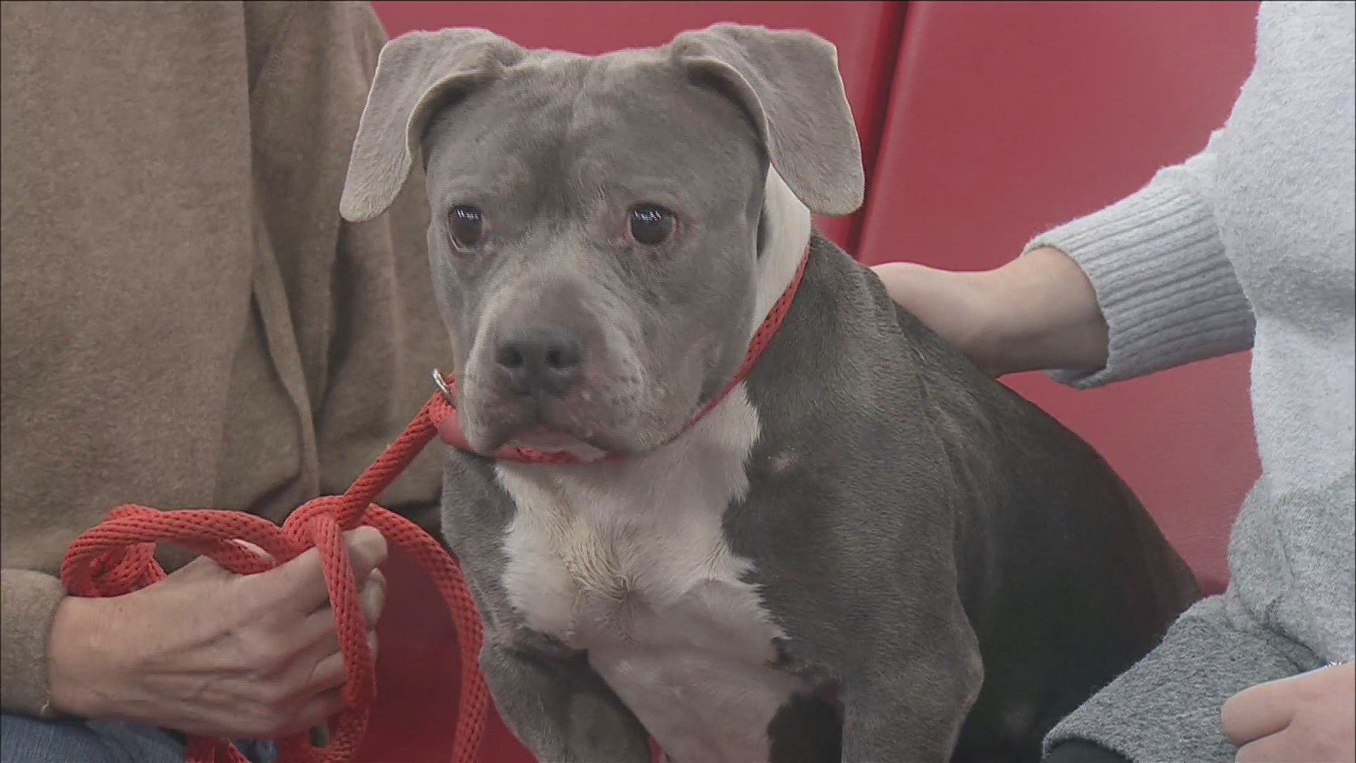 Pet of the Week – CIProud.com