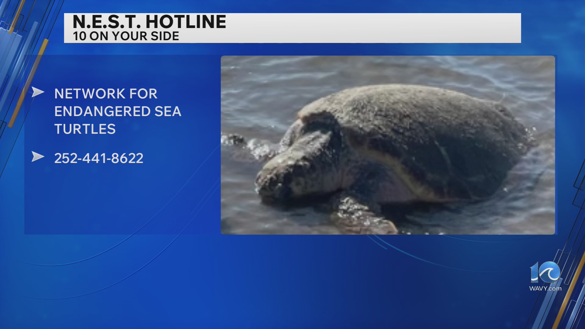Stranded turtle rescued in northern Outer Banks – WAVY.com
