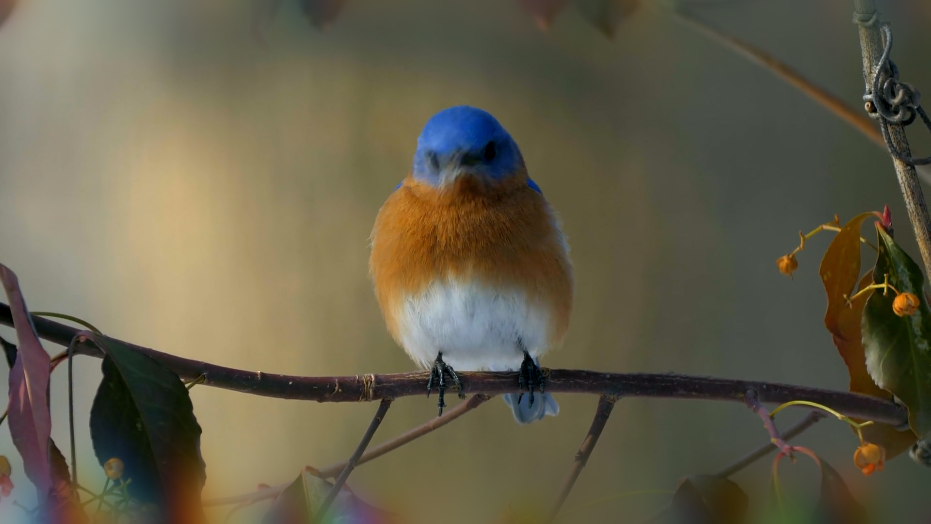 From frogs to finches: Why humans and animals may love the same sounds ...