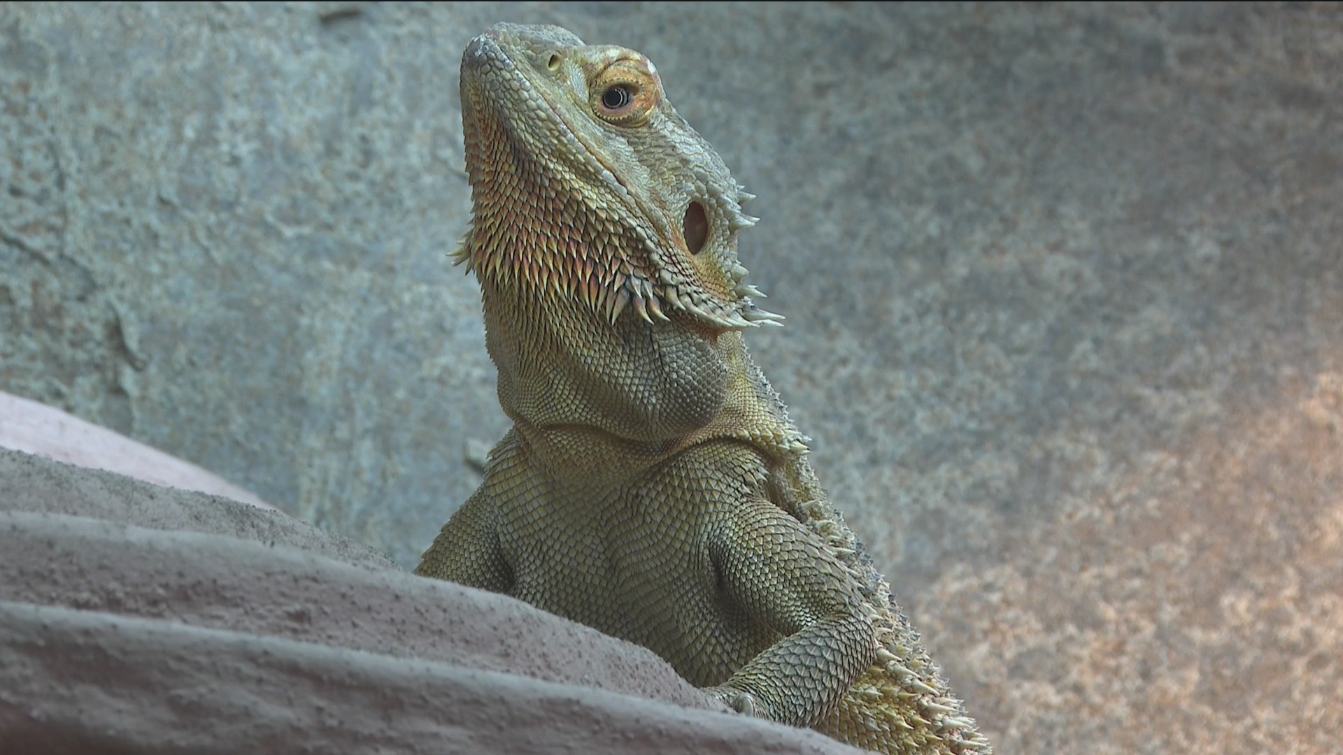 Spock’s Sanctuary helping exotic pets in Des Moines – who13.com