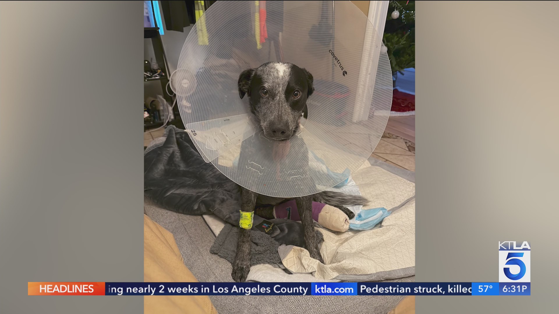 Fontana dog to lose leg after package thief leaves gate open – KTLA