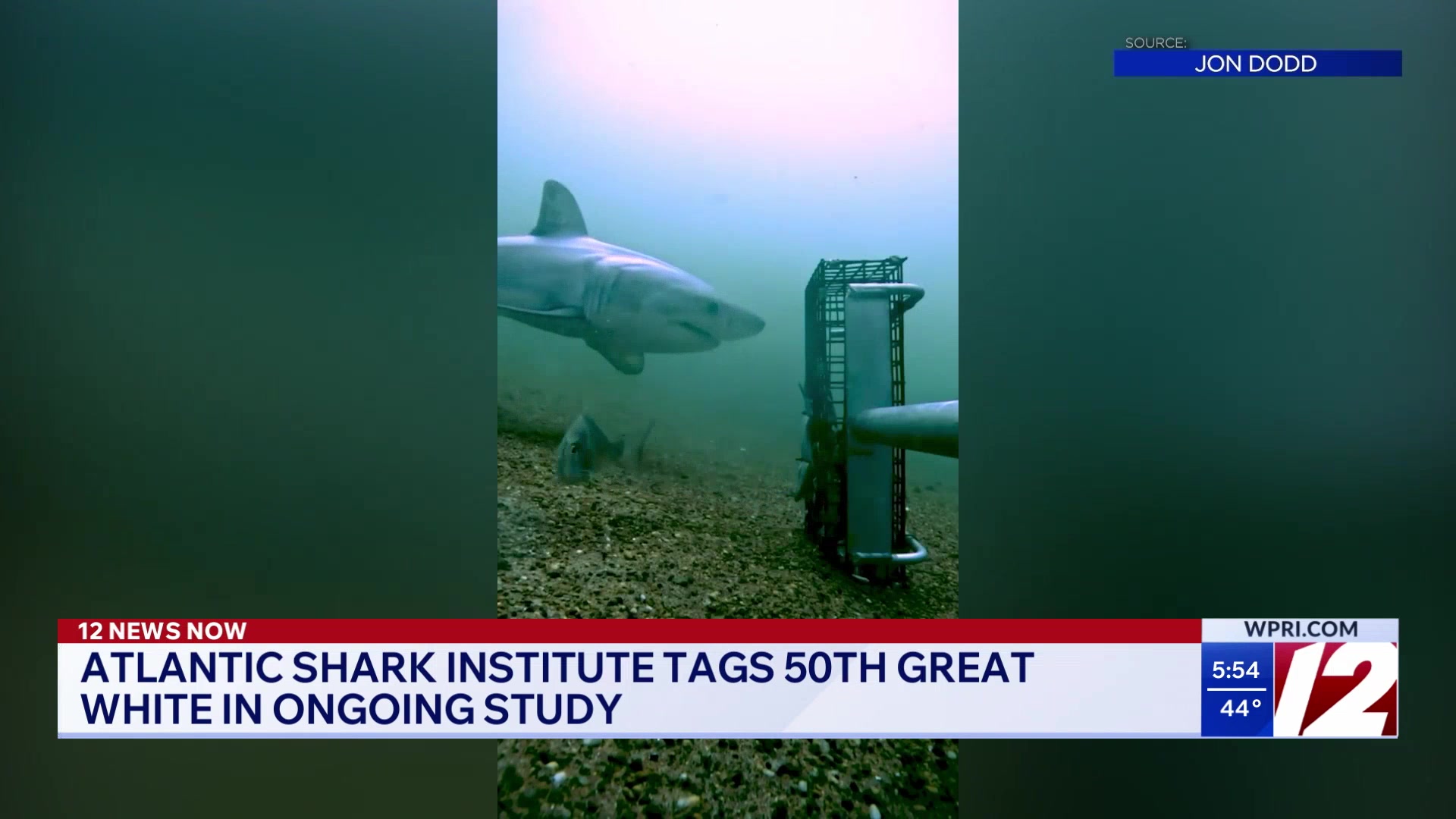 Atlantic Shark Institute tags 50th Great White shark in RI – WPRI.com