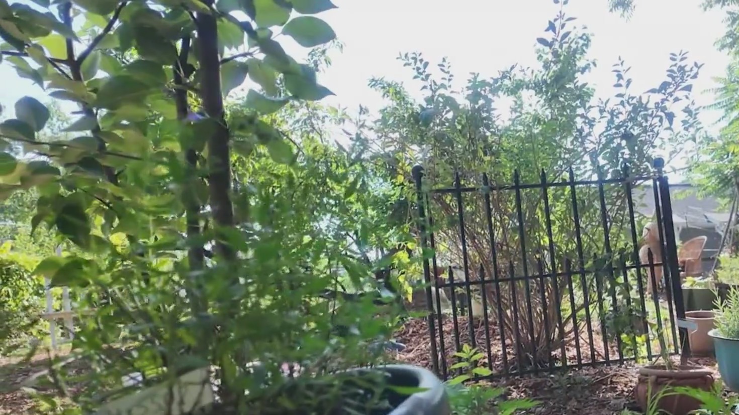 Triad food forest captures attention of the United Nations – FOX8 WGHP