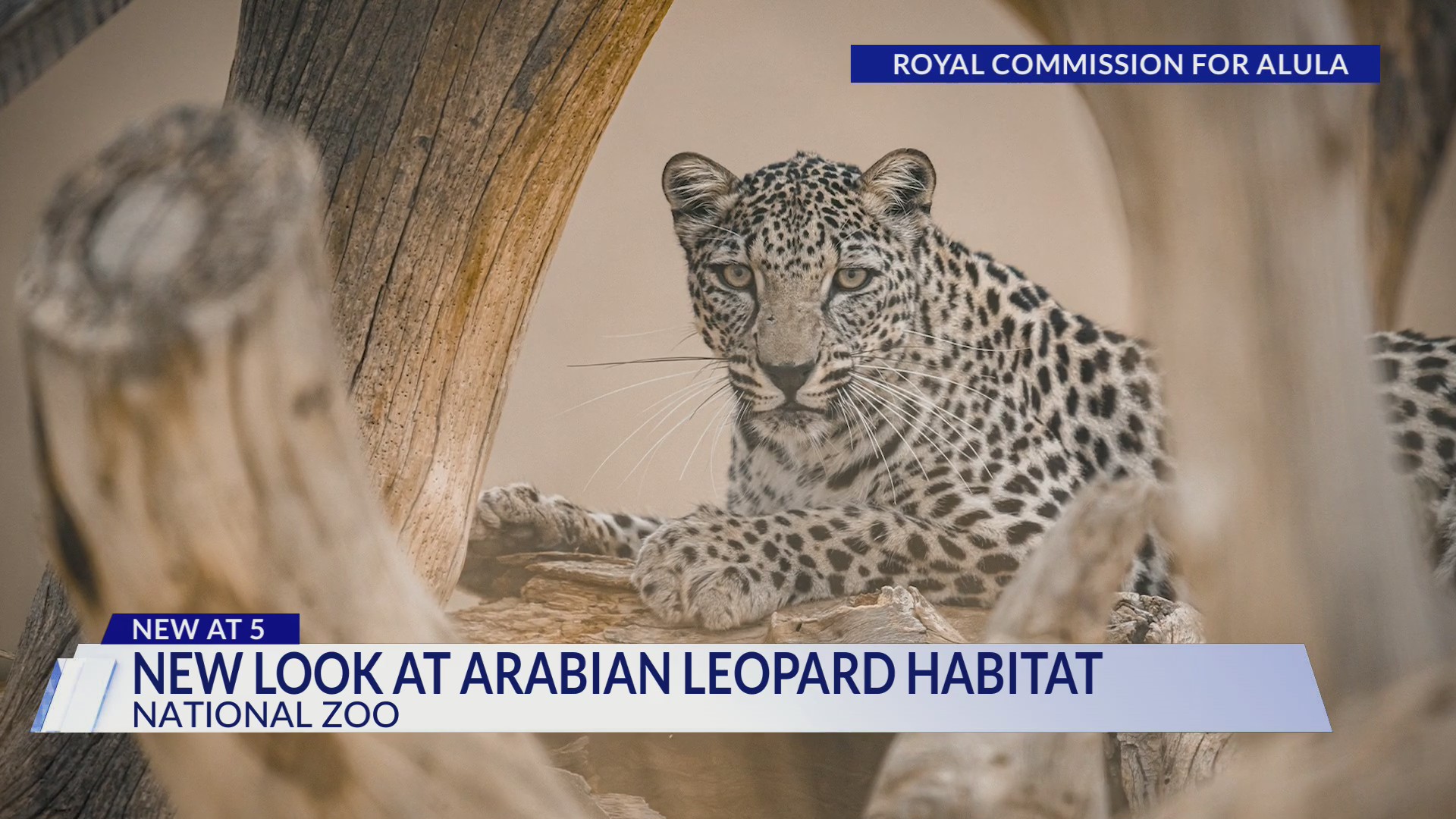 New look at Arabian leopard habitat at National Zoo – DC News Now | DC ...