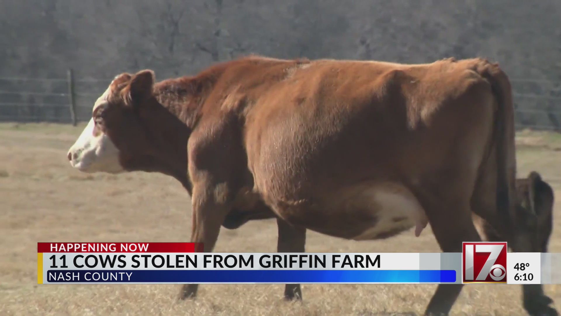 Nash County farm has 11 cows stolen – Queen City News