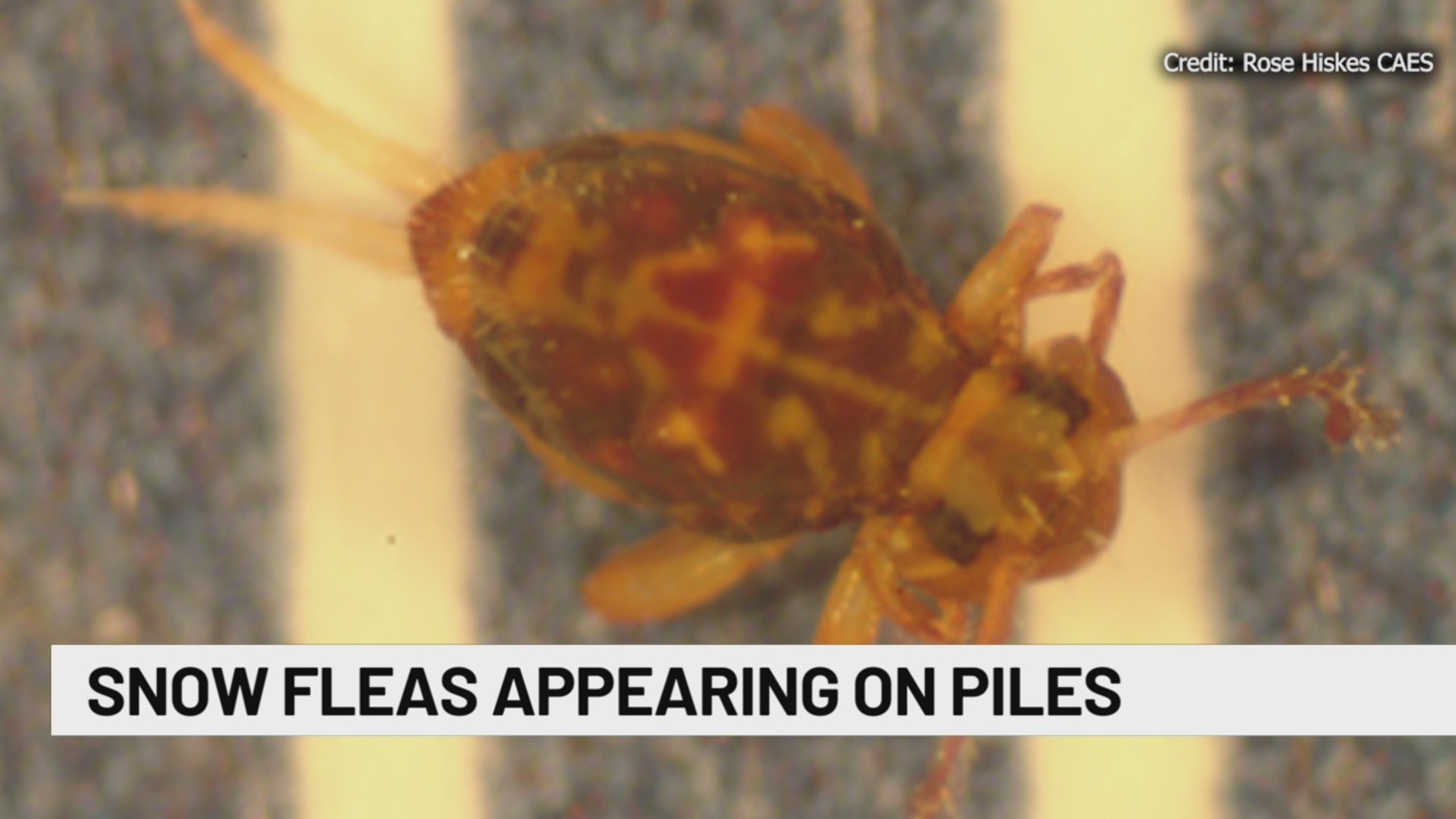 Snow fleas are in your snow piles, but are here to help – WTNH.com