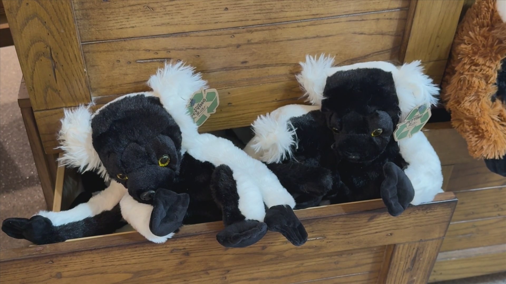 ZooWorld makes progress after deadly fire that killed seven lemurs ...