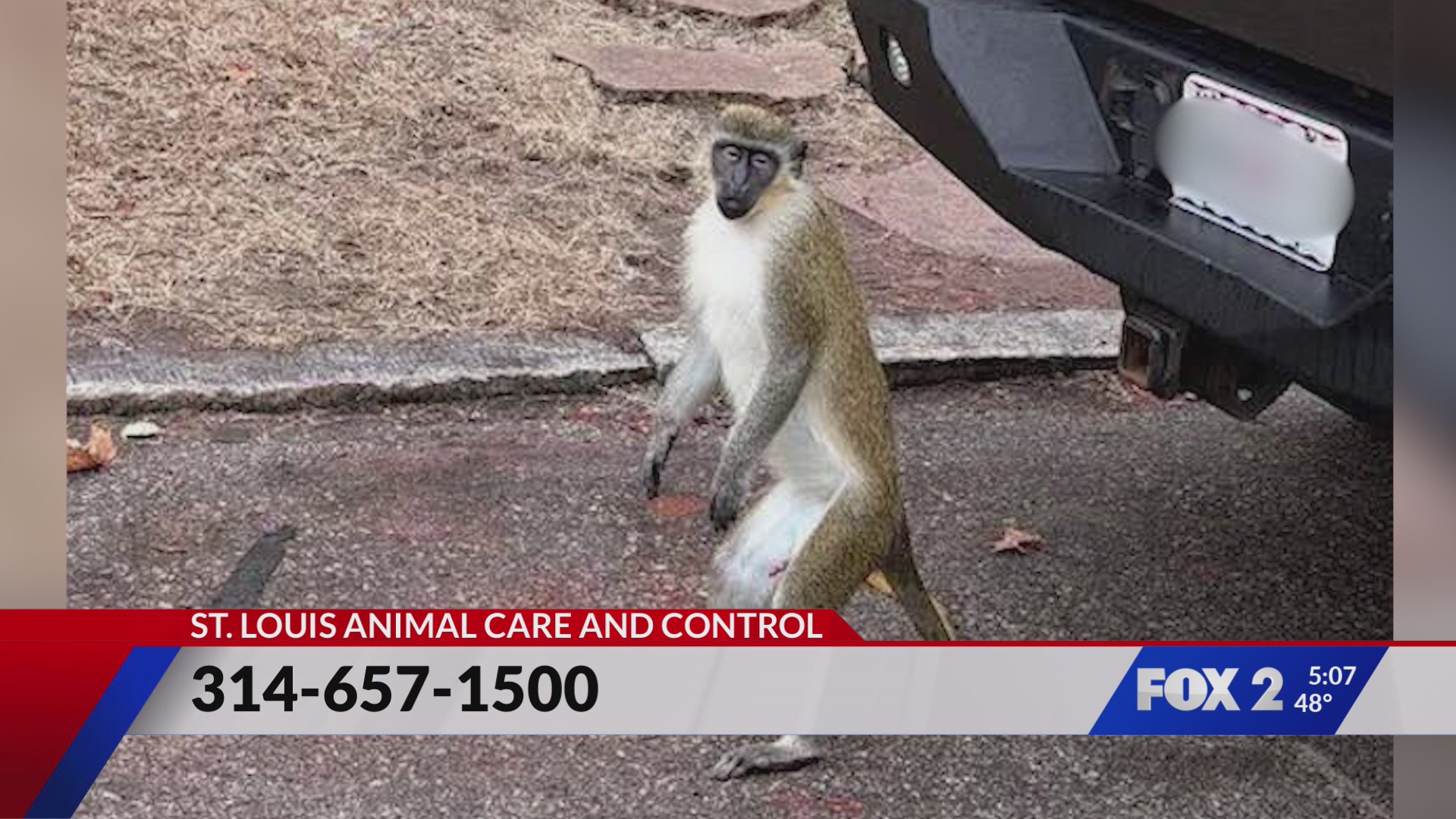 St. Louis animal control crews searching for monkey on the run – FOX 2