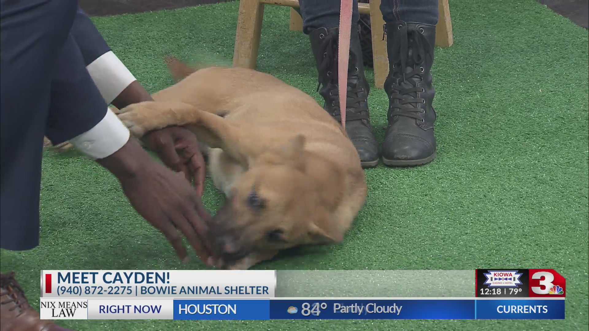 Meet Cayden! Bowie Animal Shelter – Texomashomepage.com