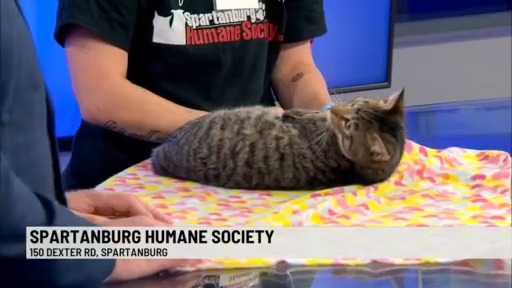 Pet of the Week: Jaguar – WSPA 7NEWS
