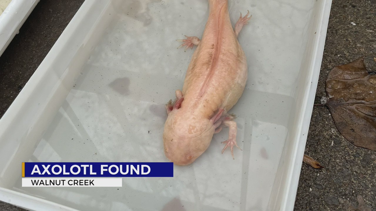 Axolotl dies after being found in Walnut Creek – WJET/WFXP/YourErie.com