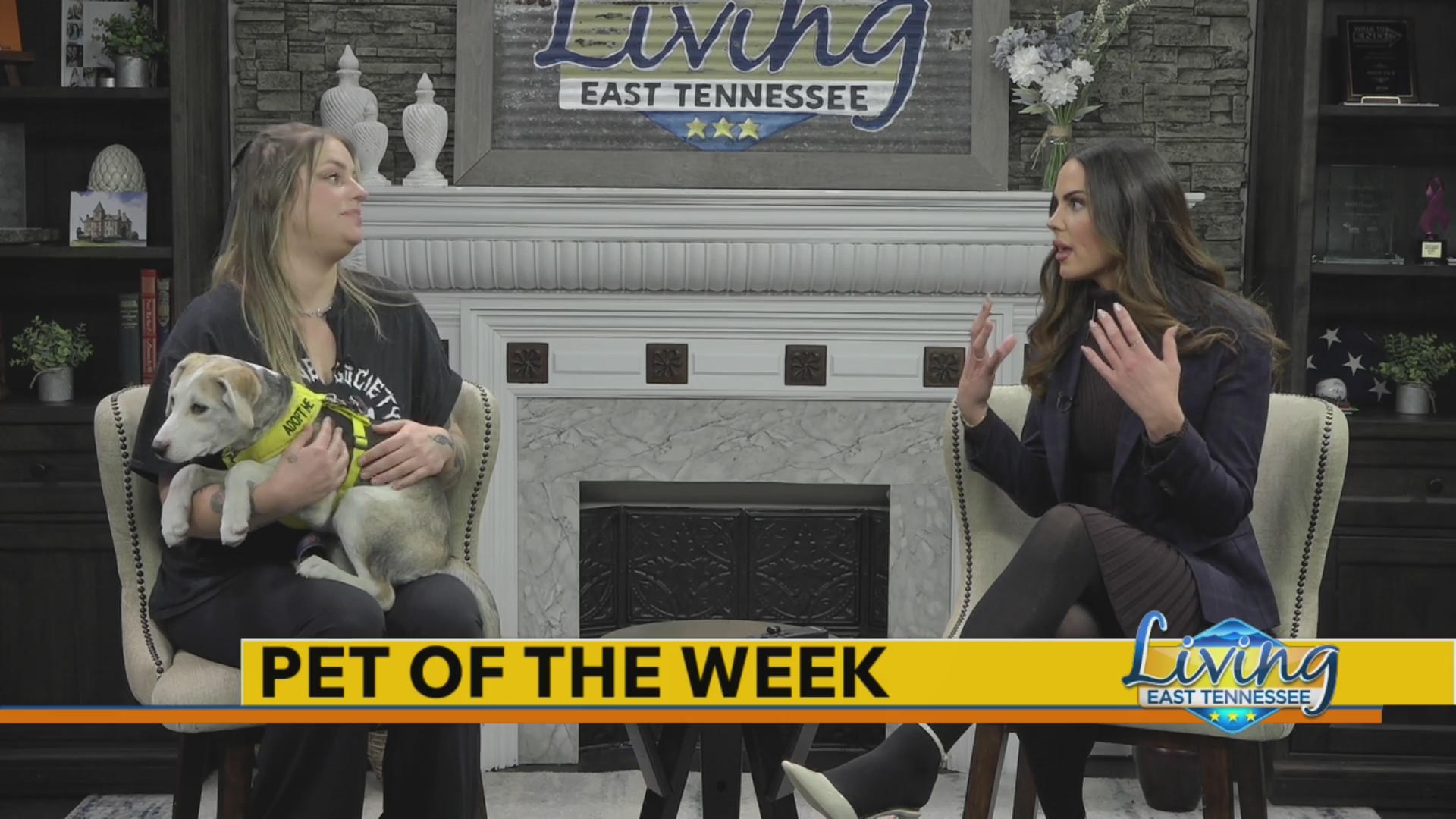 Meet Regal: The HSTV Pet of the Week Part Two – WATE 6 On Your Side
