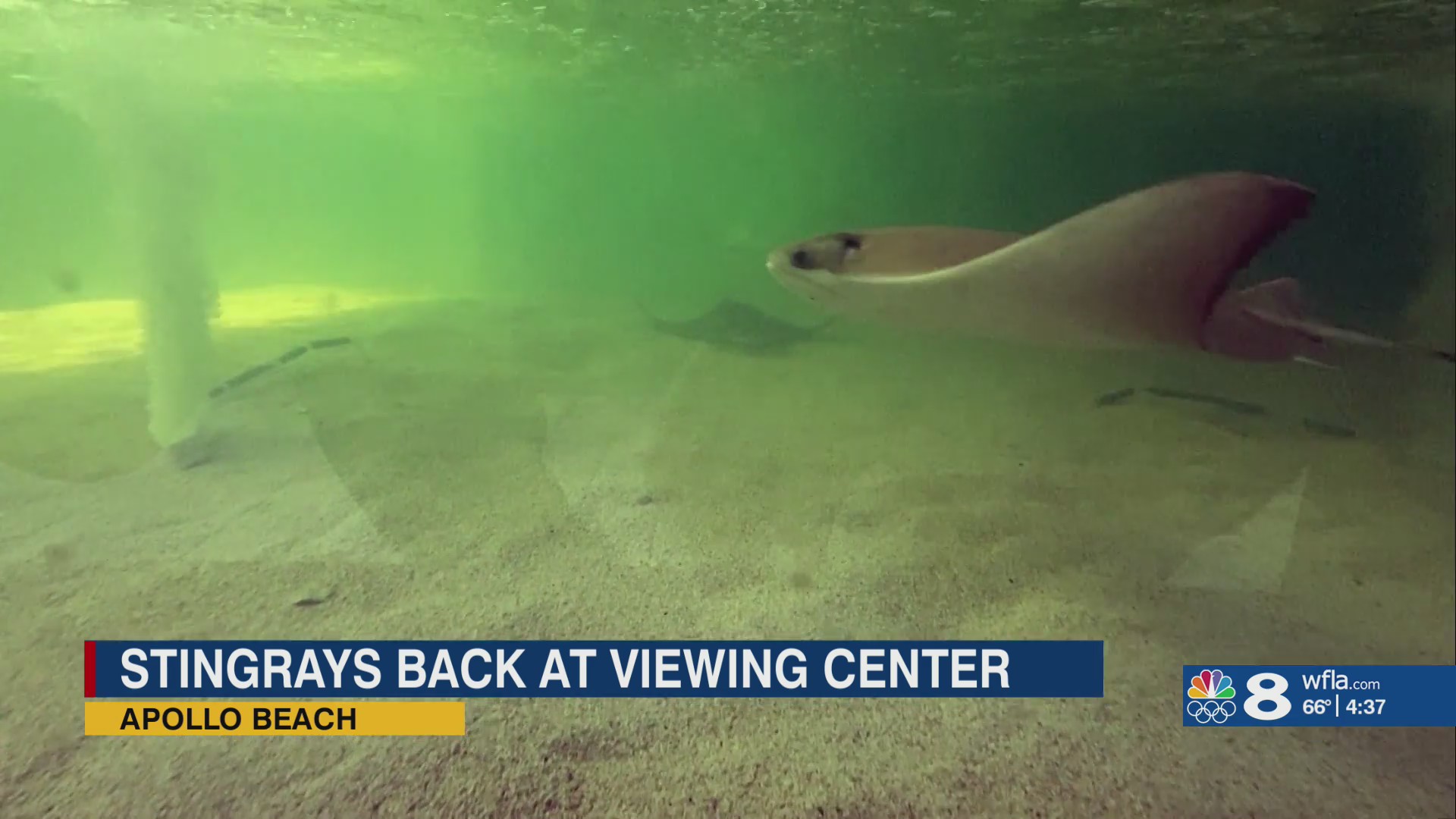 Stingrays are back at the TECO Manatee Viewing Center – WFLA