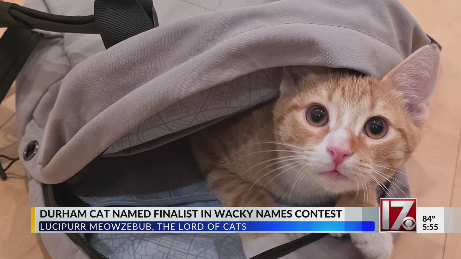 Durham cat named finalist in wacky names contest – CBS17.com