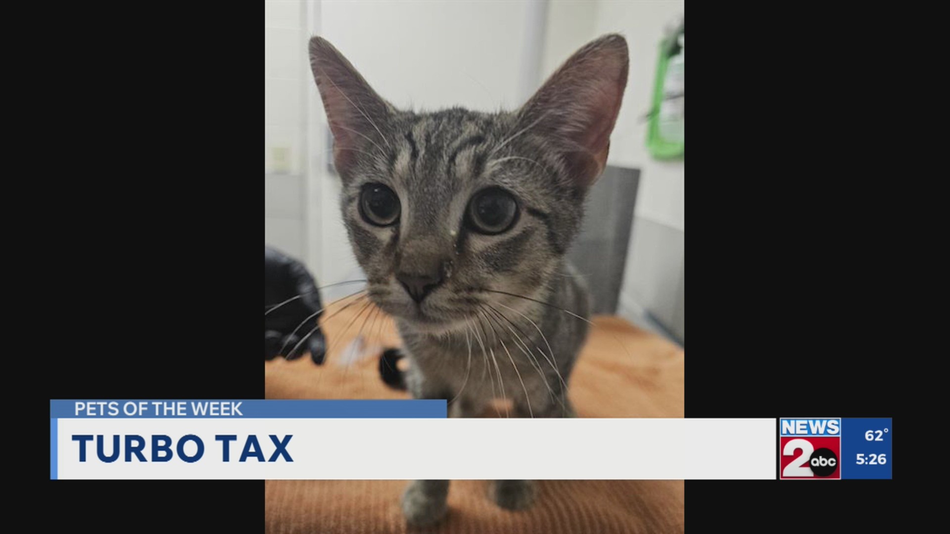 Pets of the Week for Feb. 18, 2026 – WKRN News 2