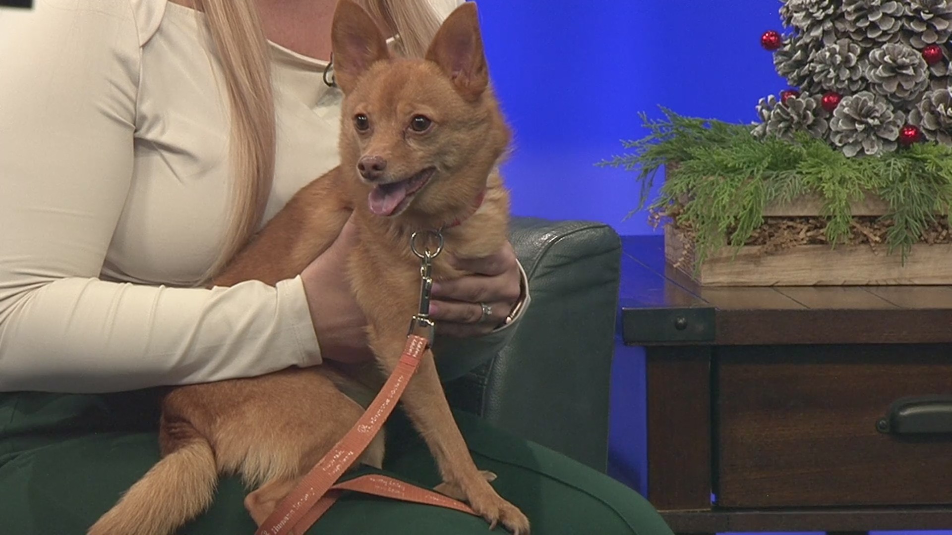 Home Sweet Home: Meet Pickles – FOX21 News Colorado