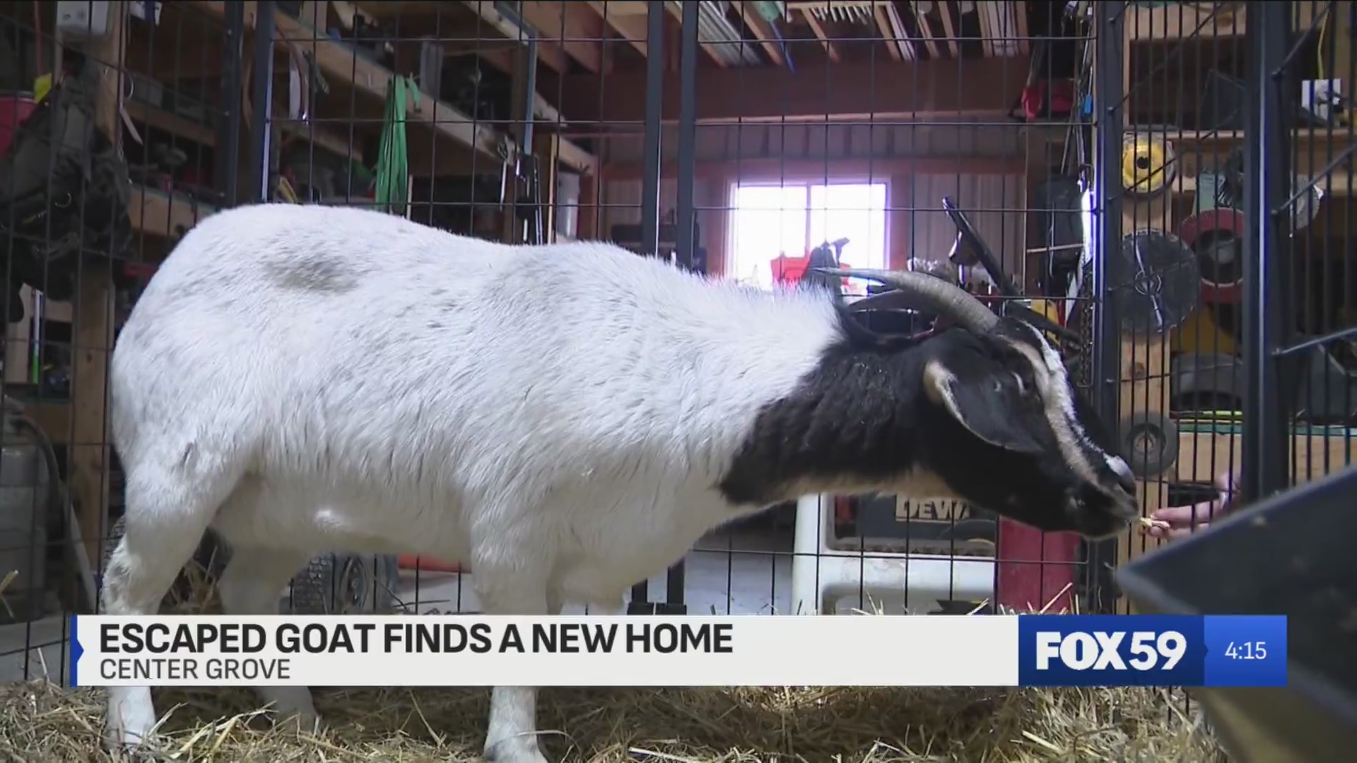 Elusive goat now living on Greenwood farm after escape – Fox 59
