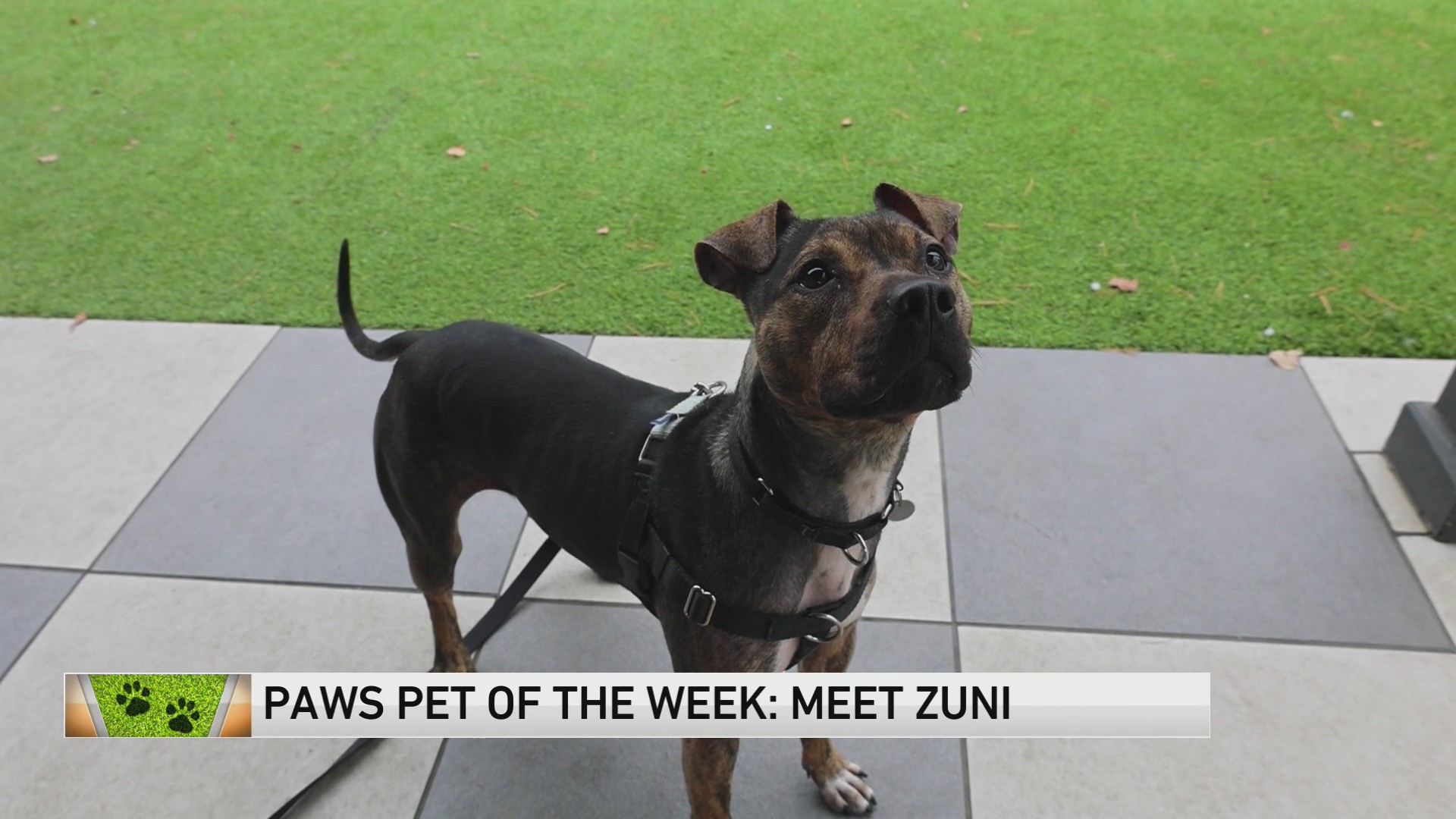 PAWS Chicago Pet of the Week: Zuni – WGN-TV