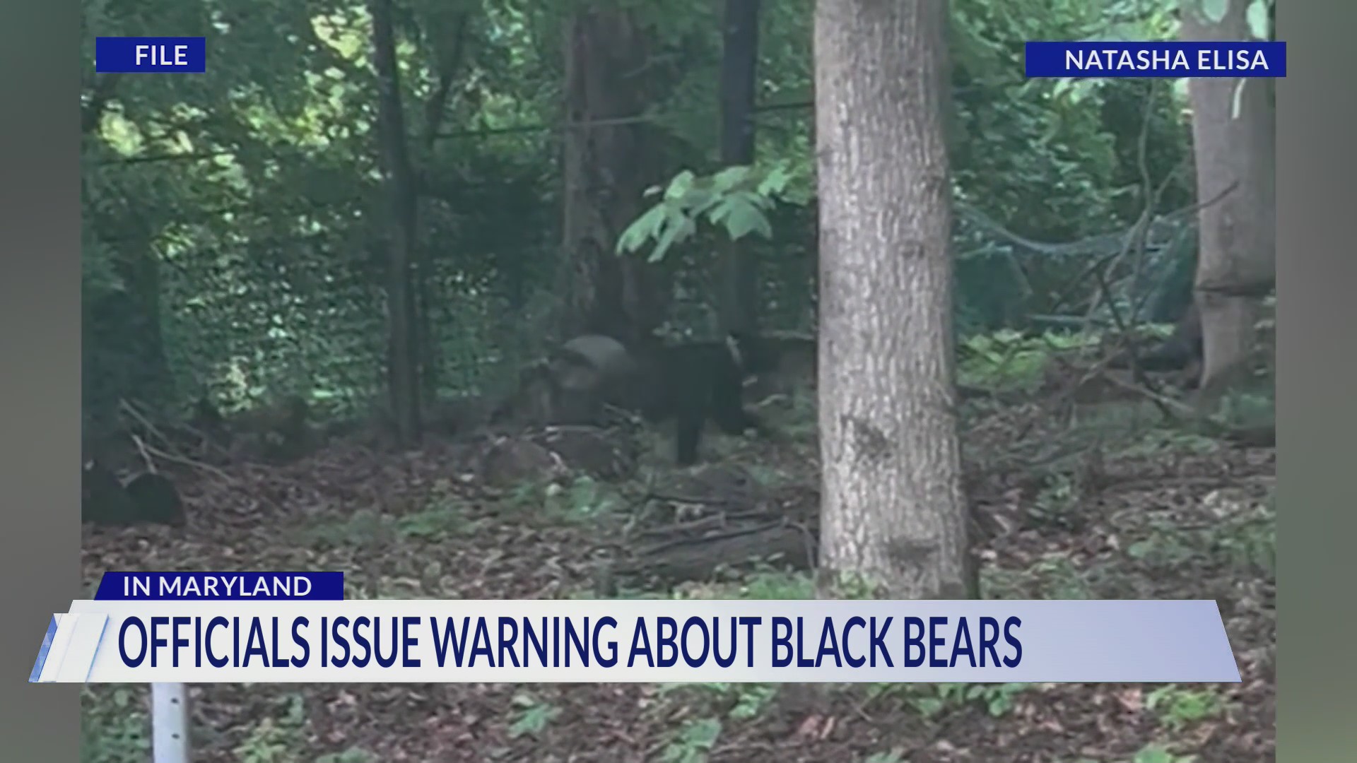 Maryland black bears emerge from winter hibernation; residents urged to ...