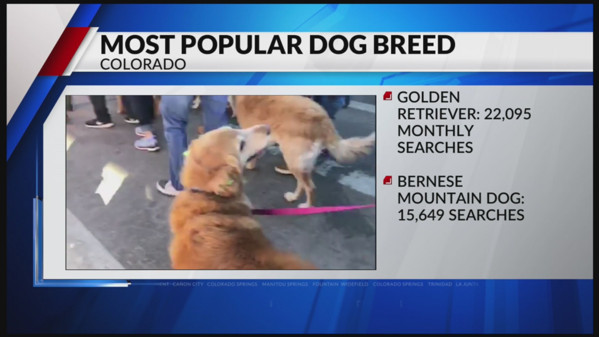 Study reveals Colorado’s most popular dog breed – FOX21 News Colorado