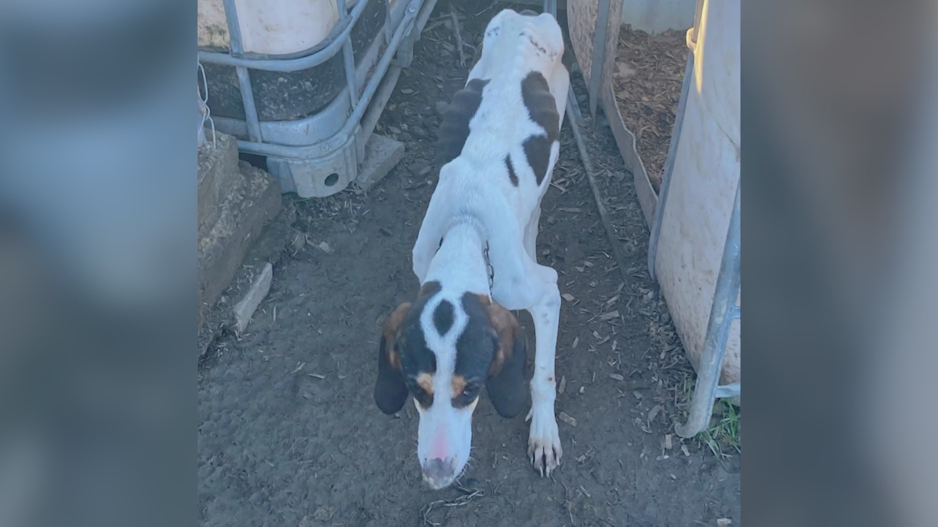 Multiple animals found emaciated, malnourished in Merced – CBS47 and ...