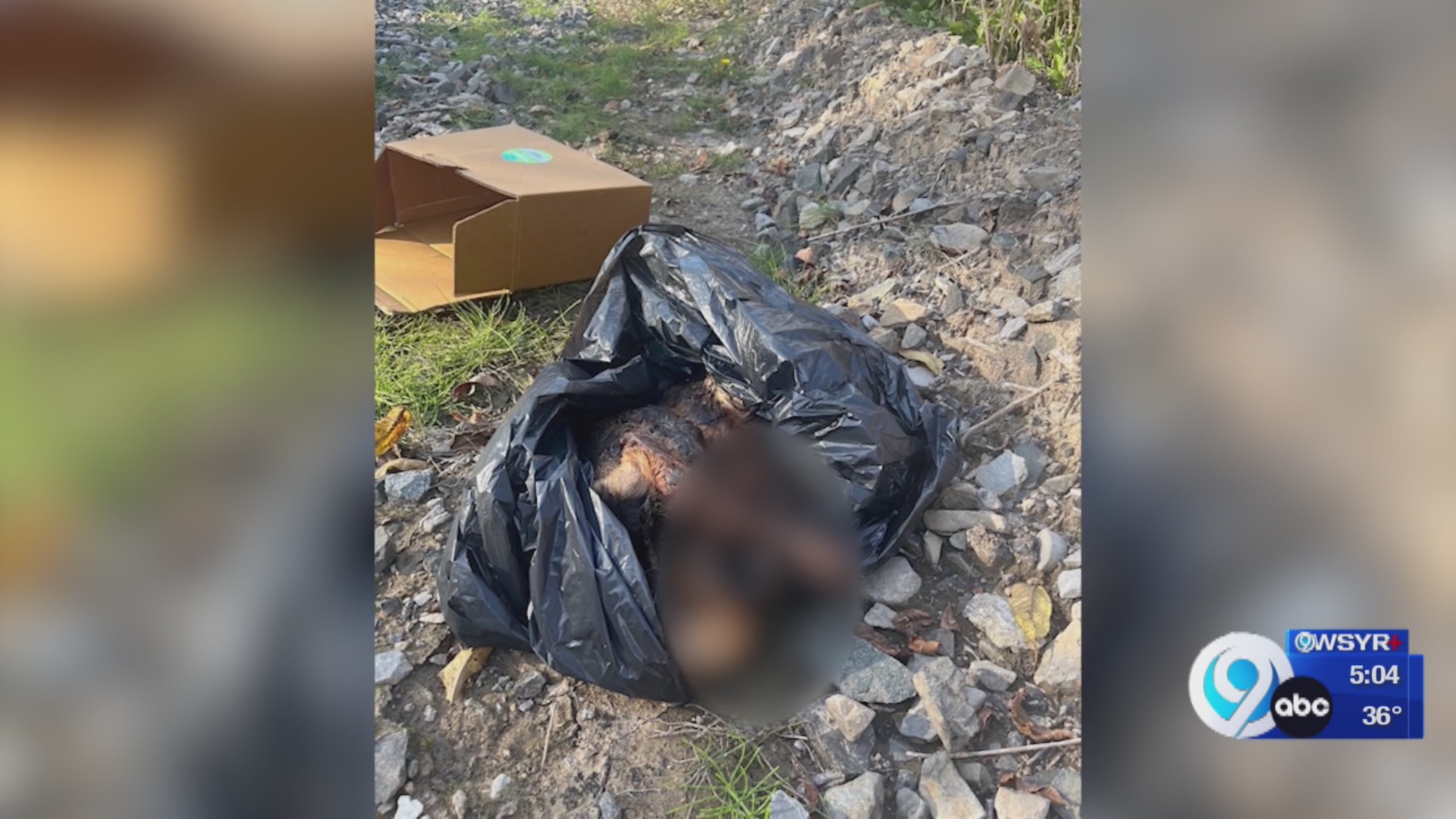 Geddes Police hope you can help find the person who left a dead dog – WSYR