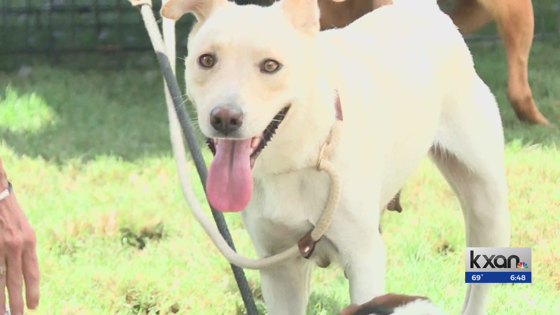 Puppy love: Austin-based ‘Nuzzl’ app helps find romance for dog lovers ...
