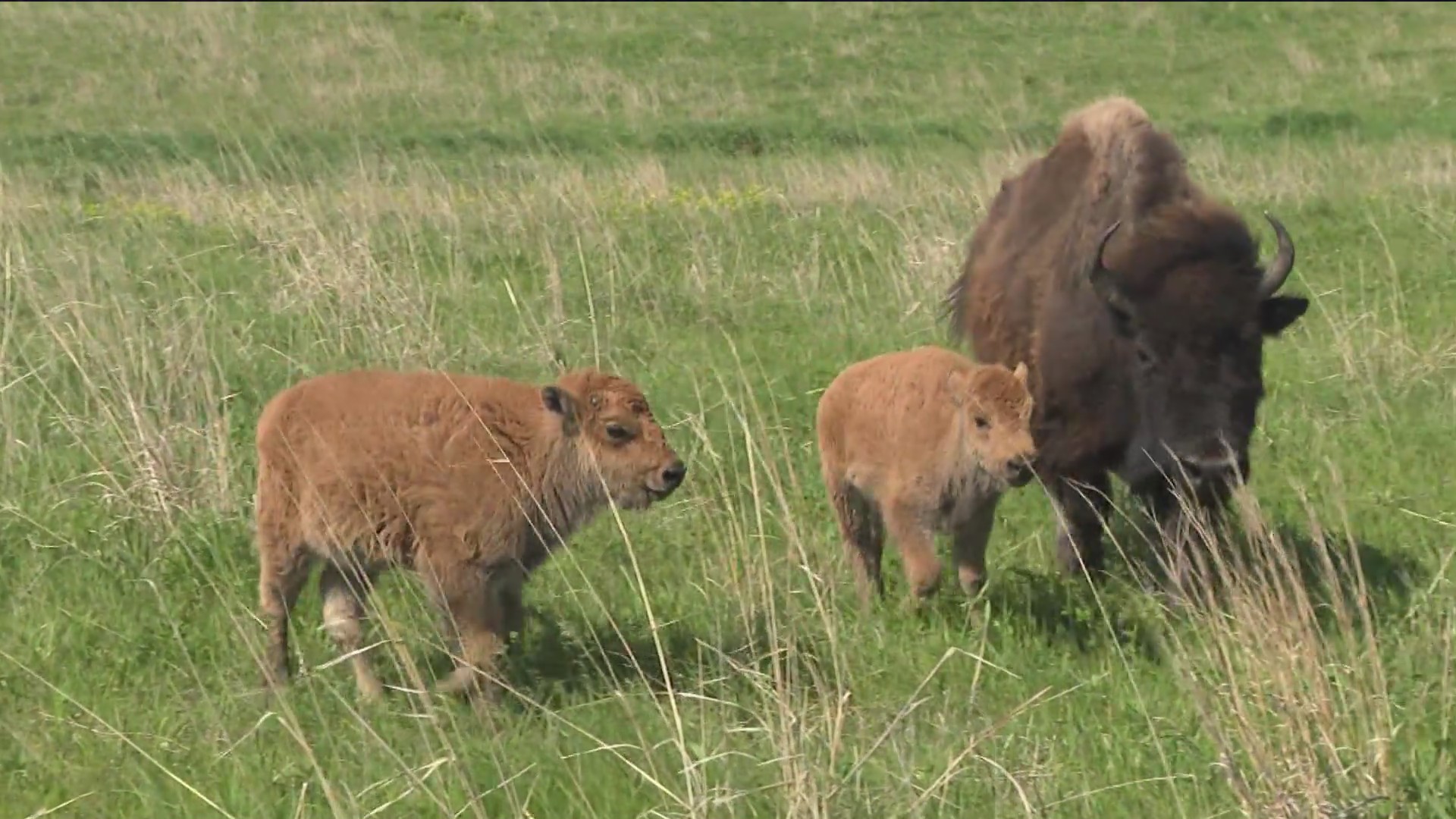 Neal Smith Wildlife Refuge sees first bison calves of 2026 birthing ...