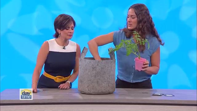 How to start a home vegetable garden | Daytime – WFLA
