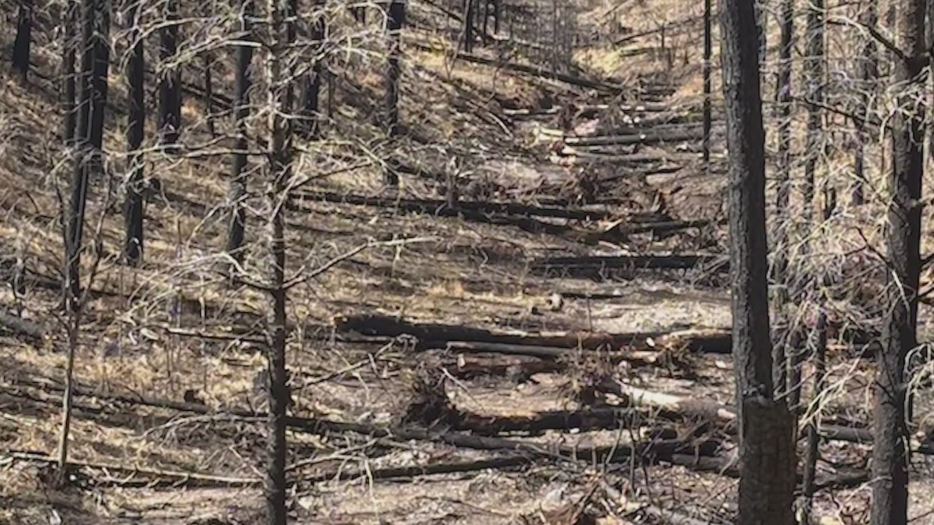 Perk Canyon burn scar restoration project aims to prevent future ...