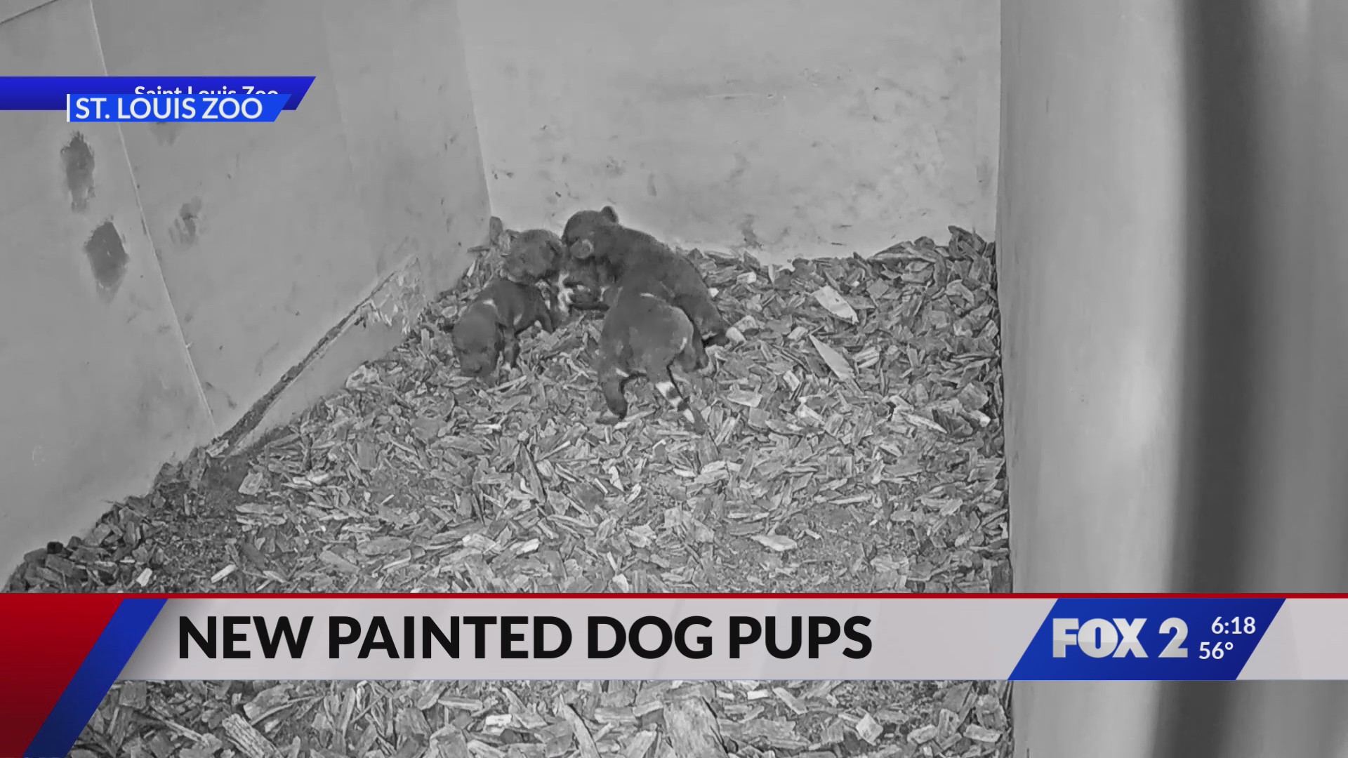 Four African painted dog puppies born at Saint Louis Zoo – FOX 2