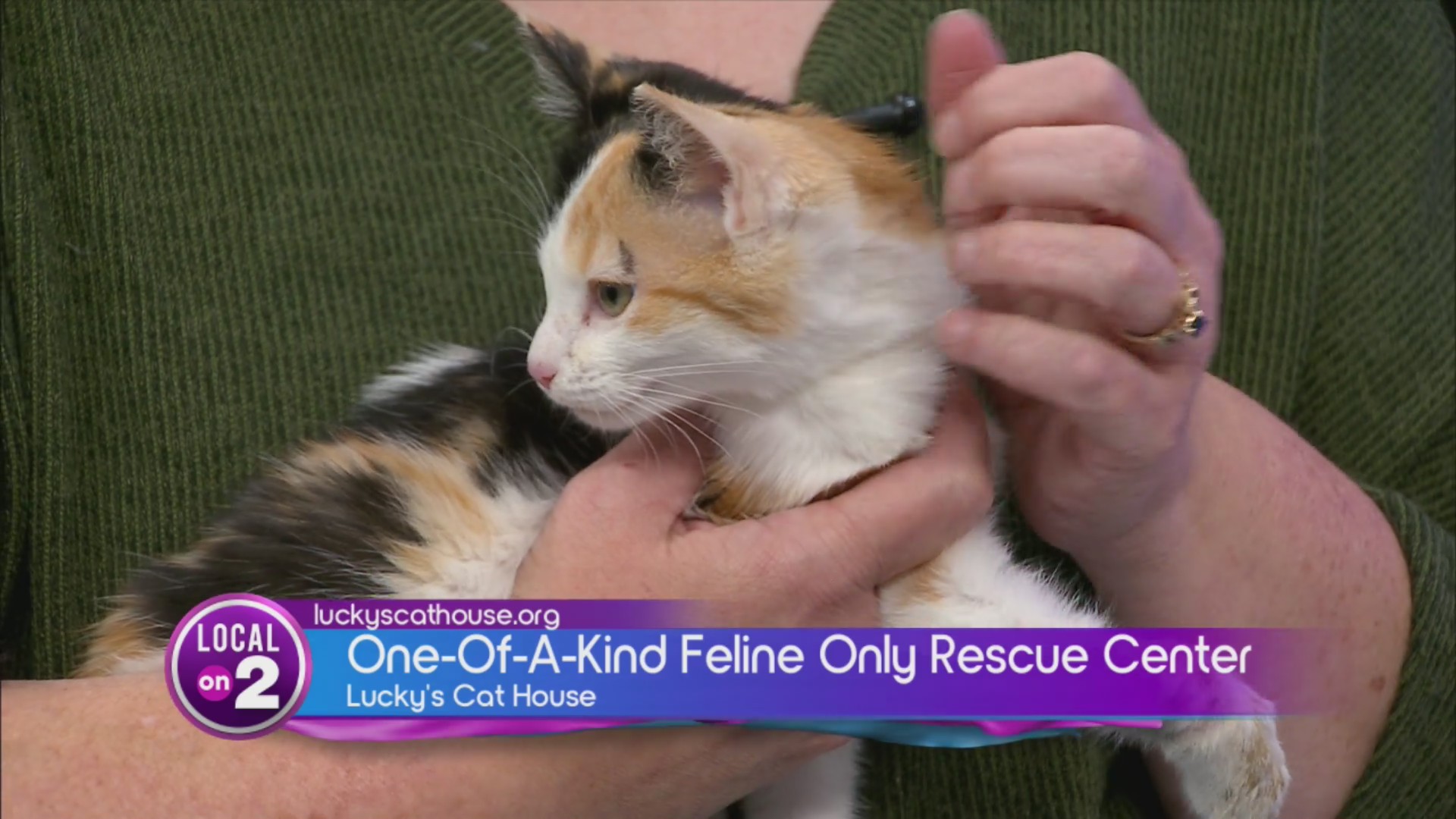 Bart Durham’s Big Giveback: Lucky’s Cat House – WKRN News 2