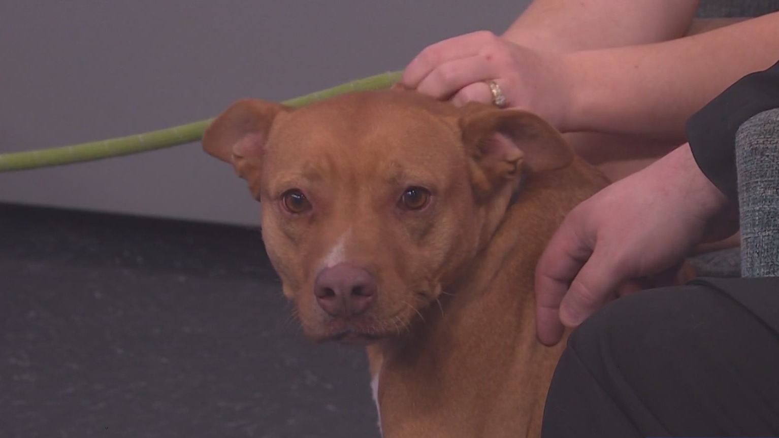 KLBK’s Pet of the Day is Dr. Ellie Sattler! (1/15/26) – KLBK | KAMC ...