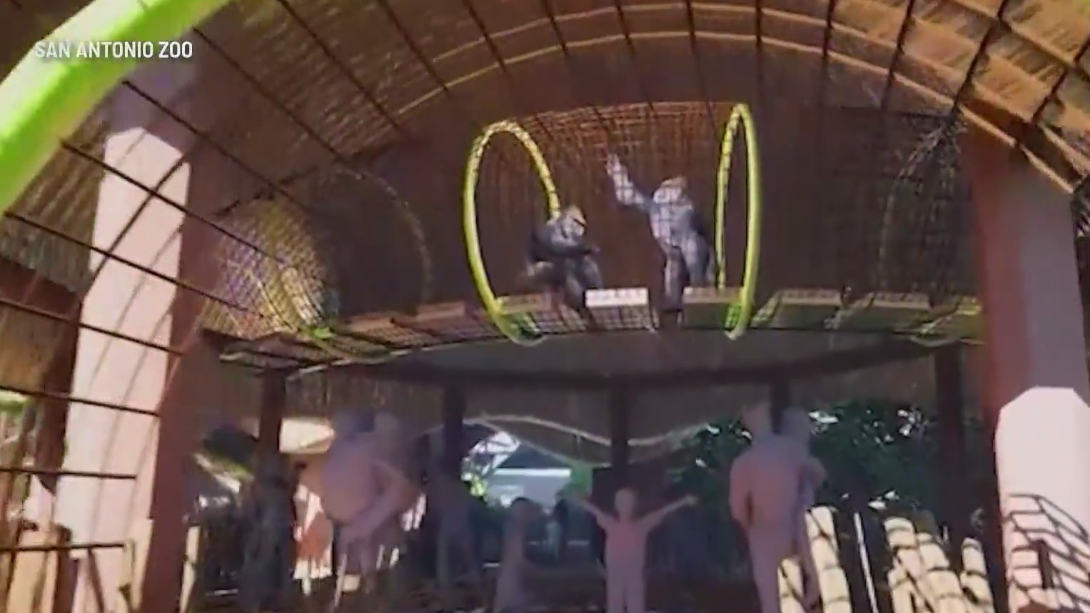 San Antonio Zoo opens new gorilla habitat – KXAN Austin