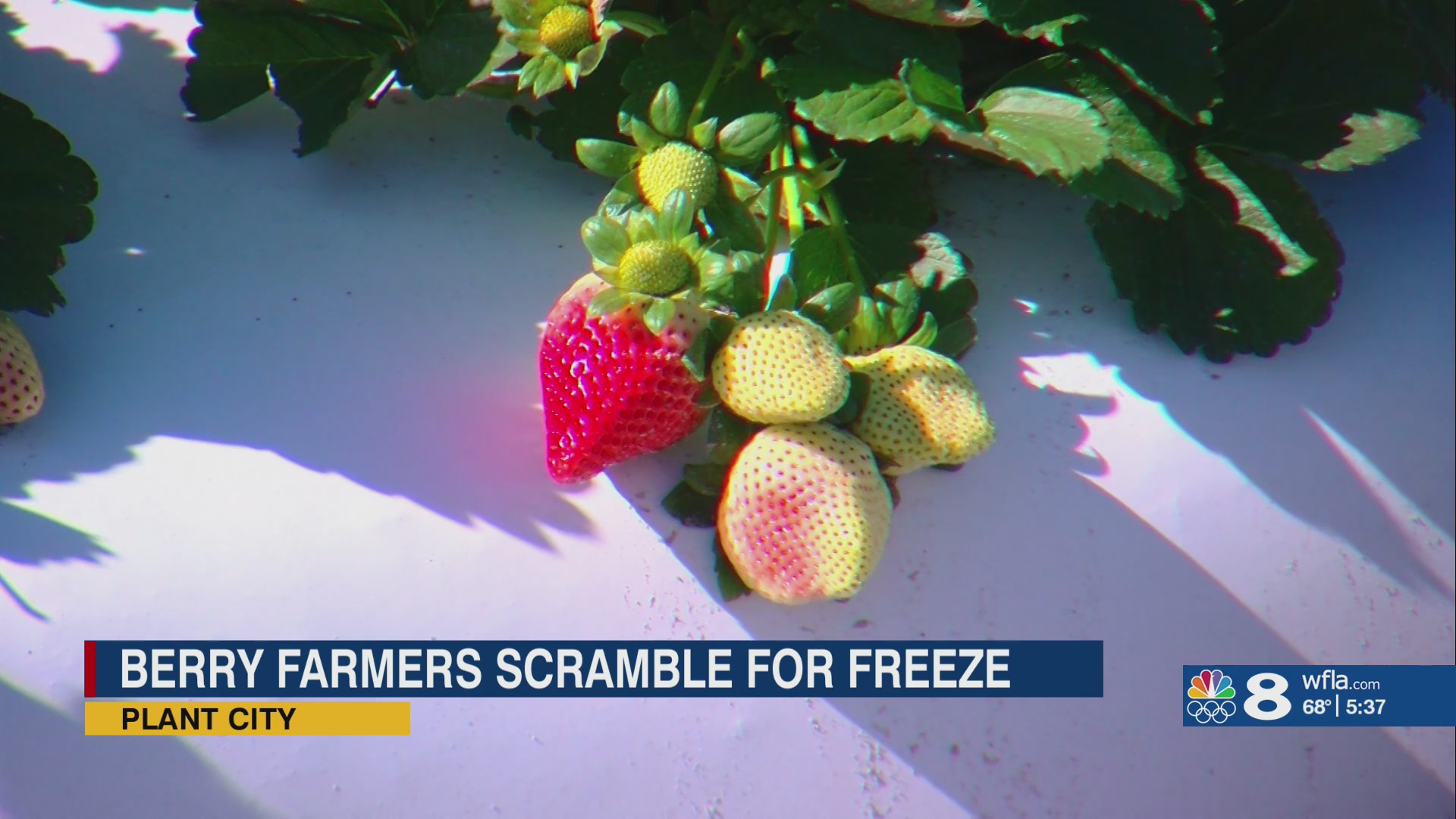 Berry farmers work overtime readying for weekend freeze – WFLA