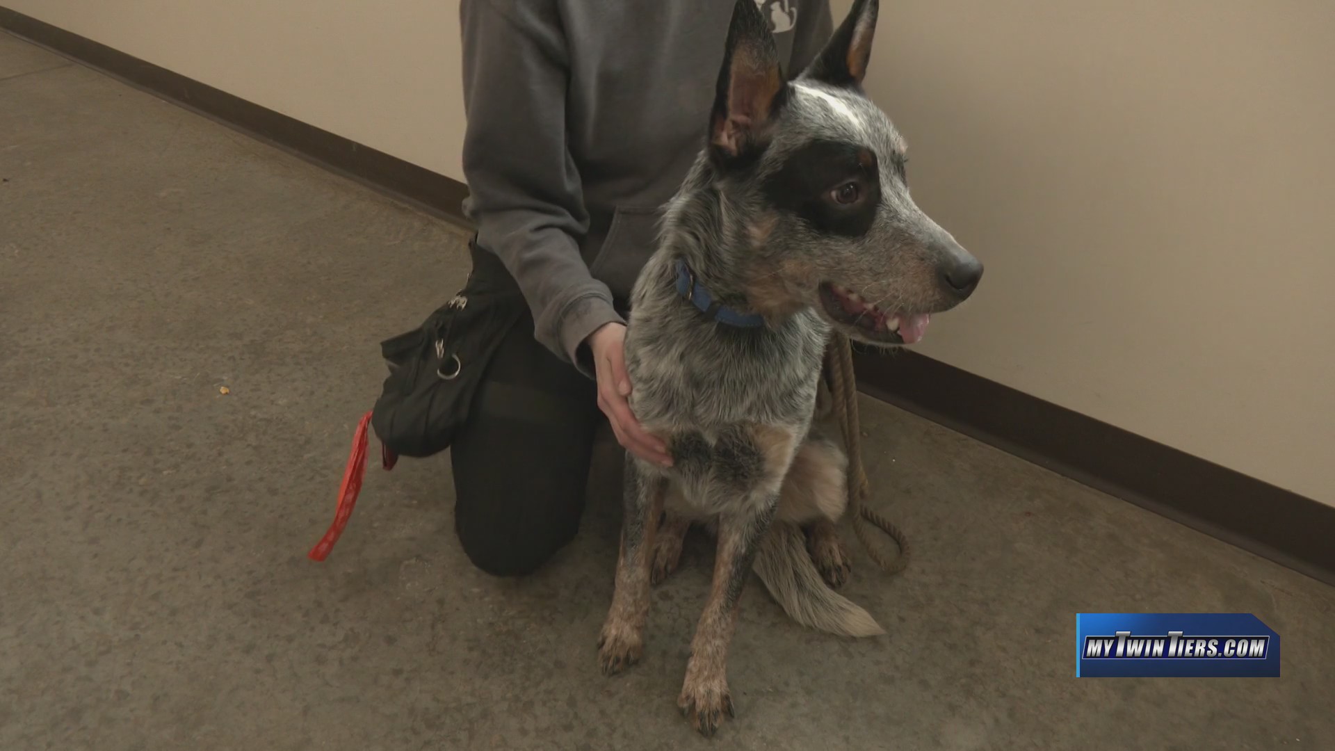 Dog found tied to a sign outside of a Bradford County animal shelter ...