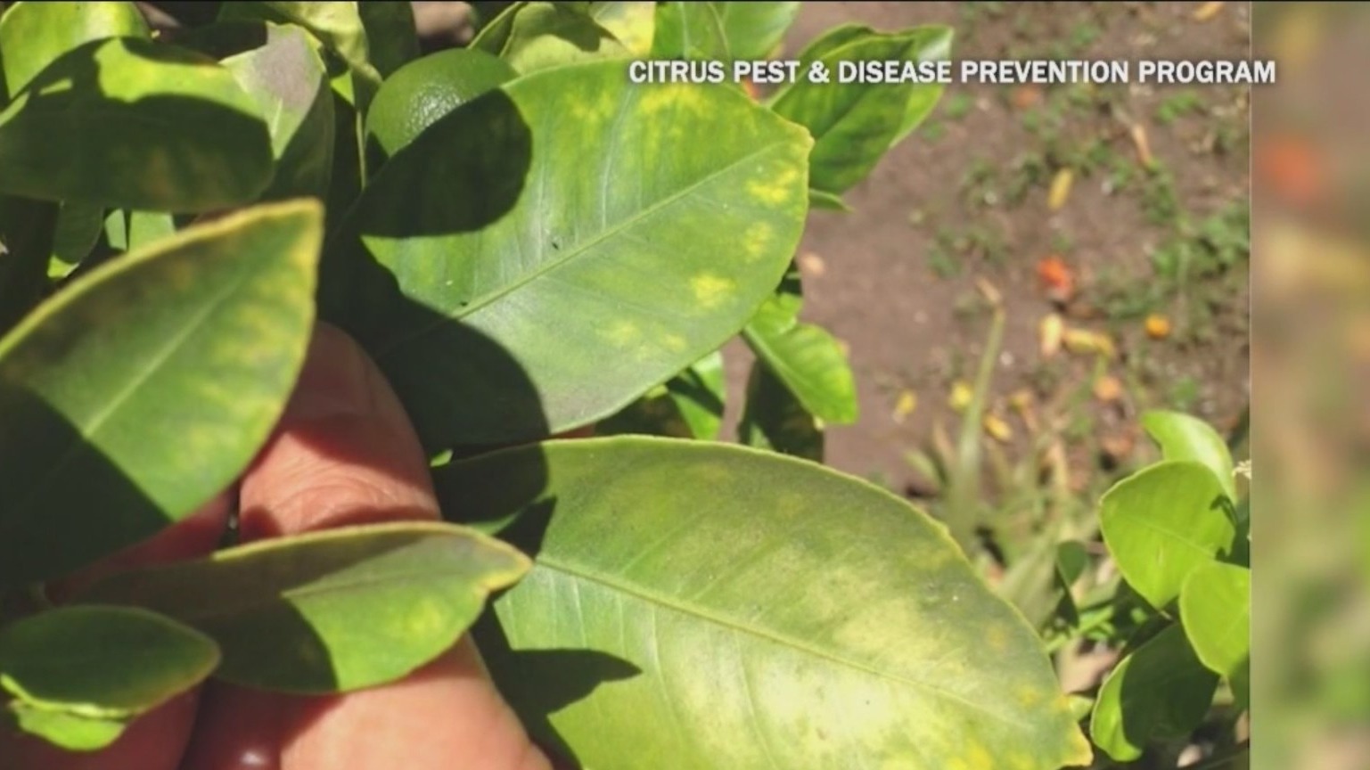 Citrus quarantine in Ramona – FOX 5 San Diego & KUSI News